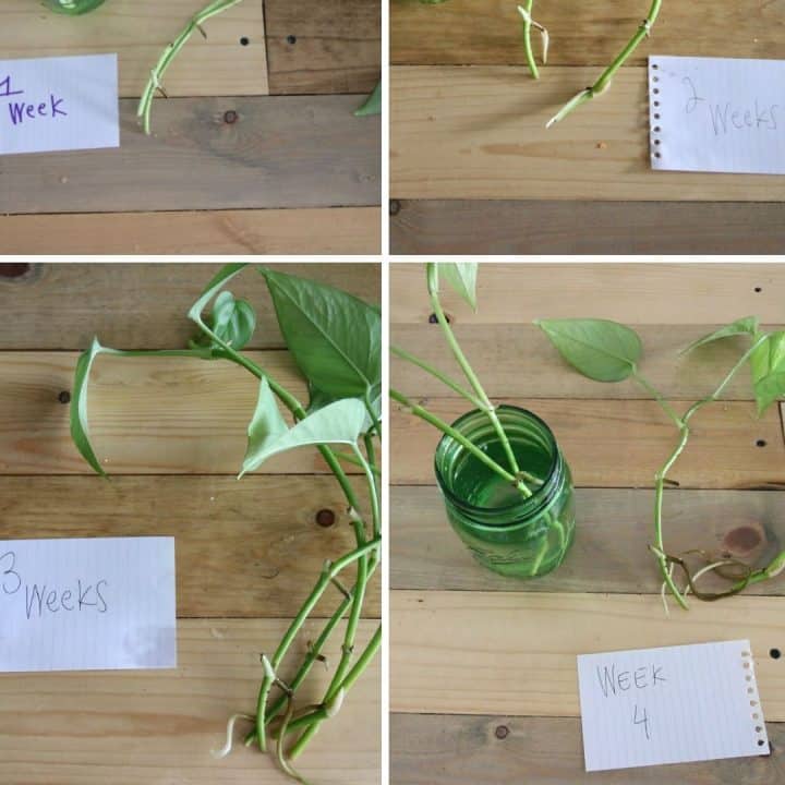 How To Propagate Pothos In Your Park For Beginners Plant Project