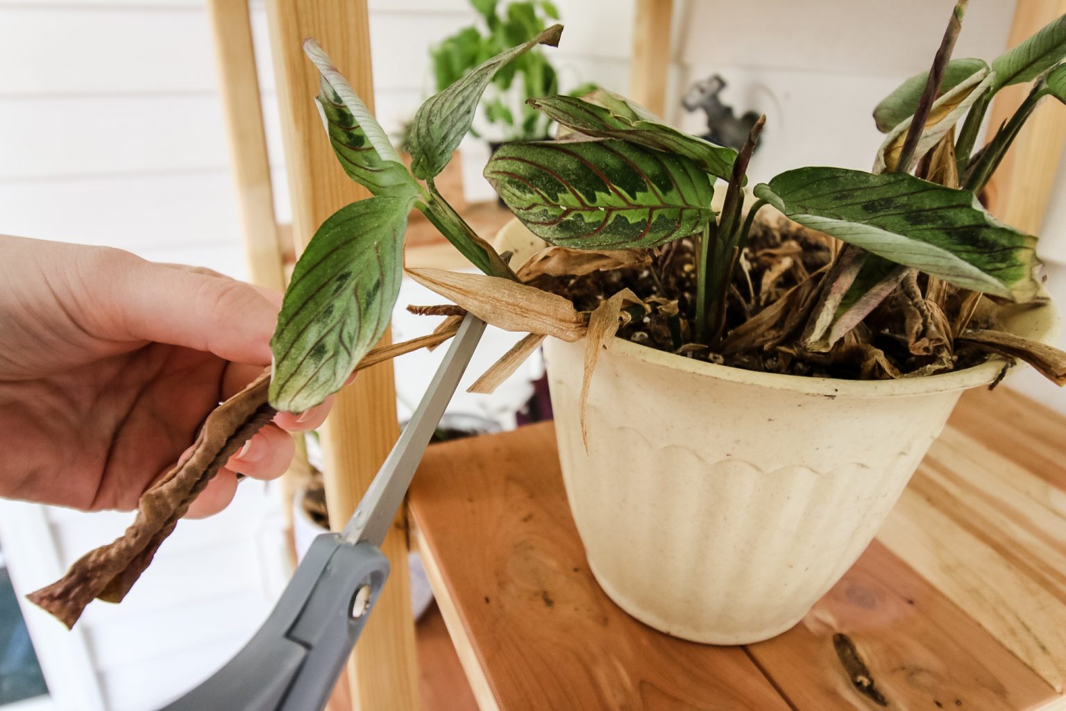 How To Trim Dead Plant Leaves
